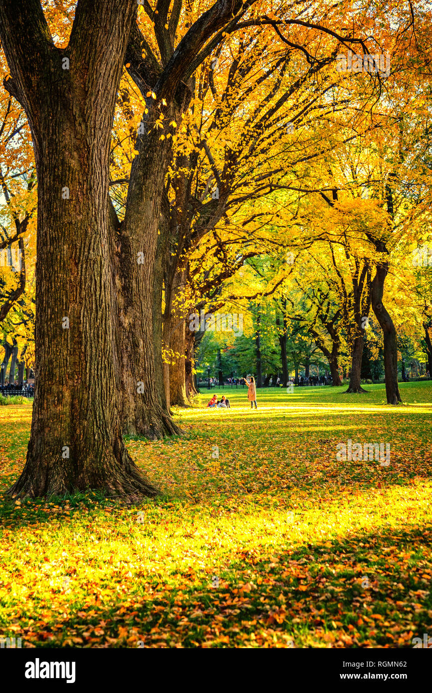 Autumn leaves on the ground making it a beautiful scene Stock Photo - Alamy