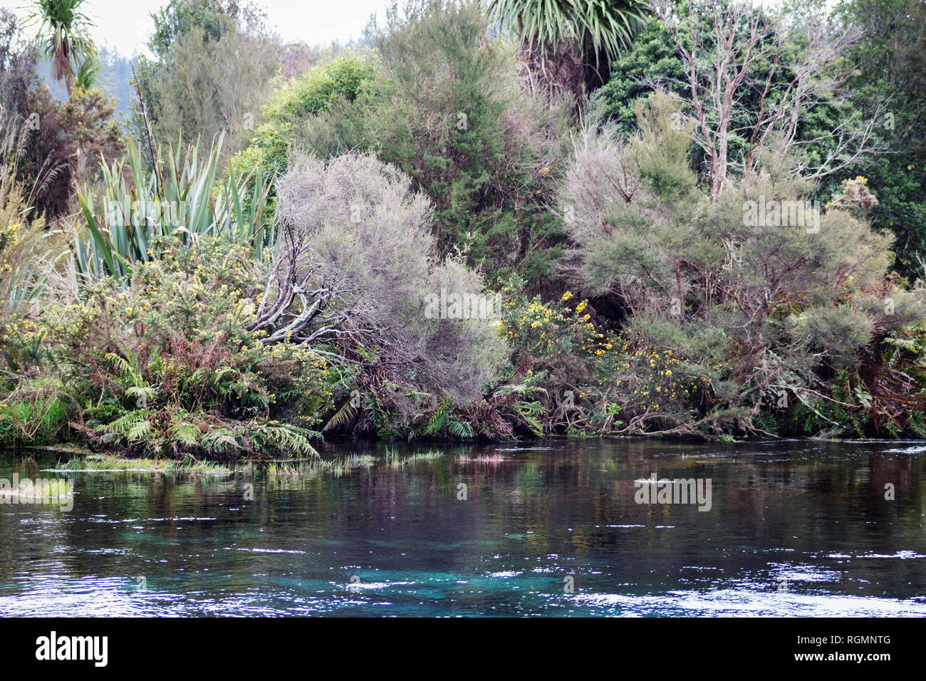 Landscape view of trees and vegetaion growing around the clear ...