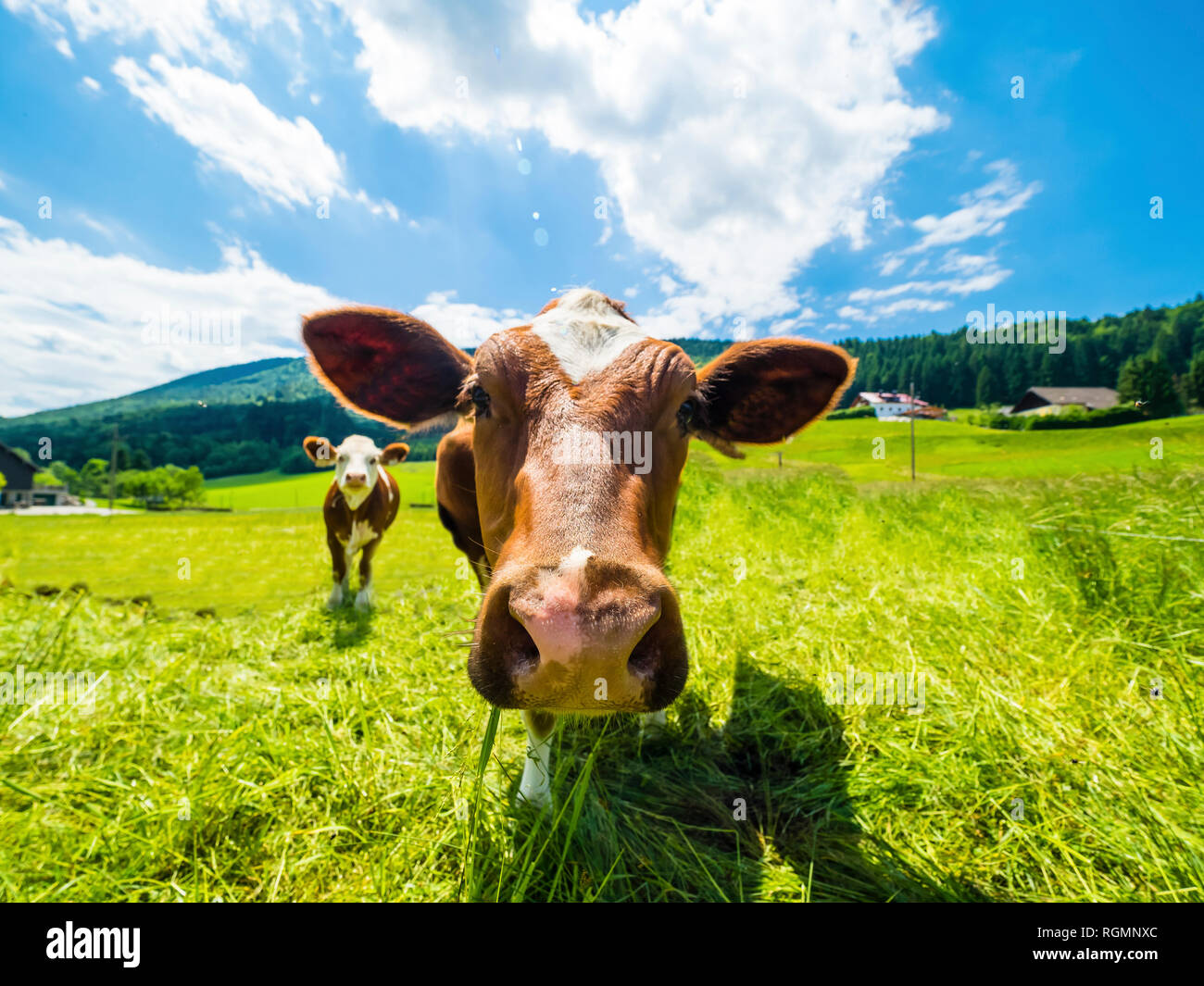 Cow looking at camera hi-res stock photography and images - Alamy