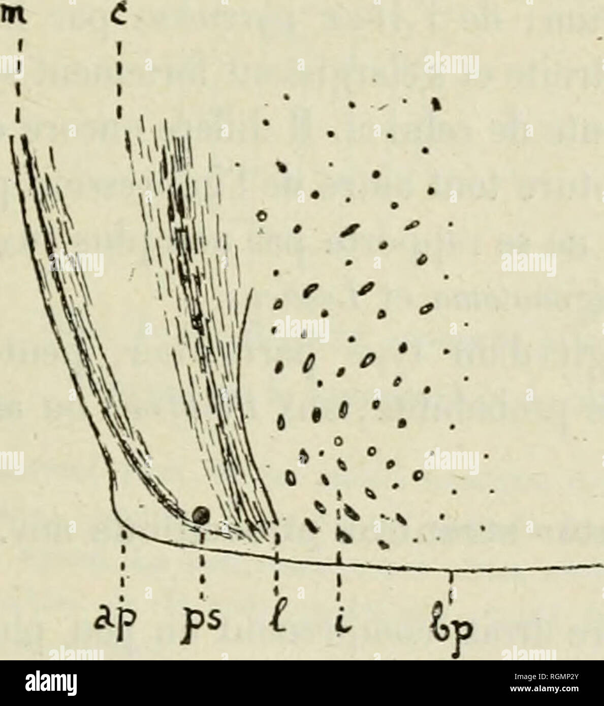 Lemont dore hi-res stock photography and images - Alamy
