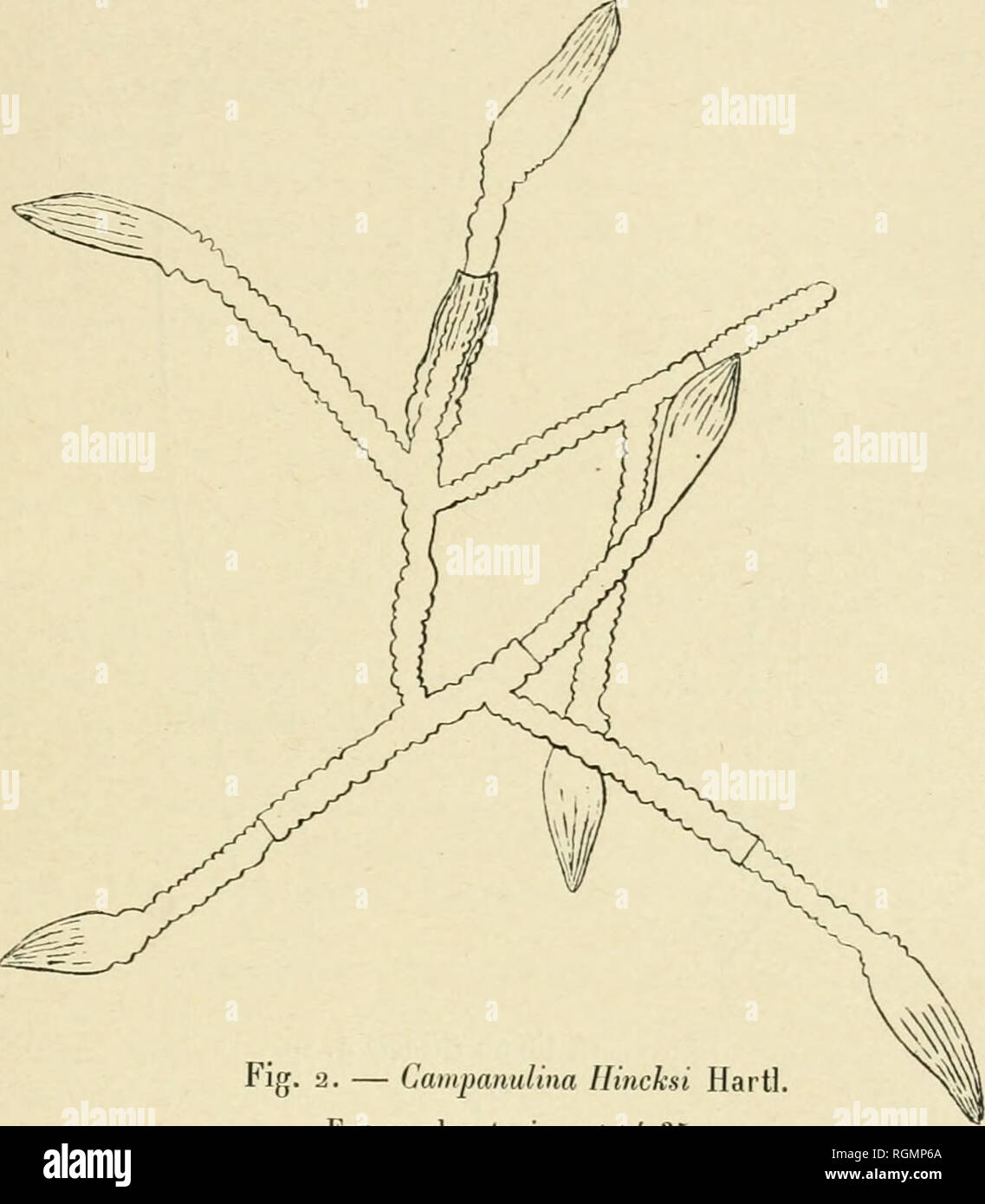 Bourgeonner hi-res stock photography and images - Alamy