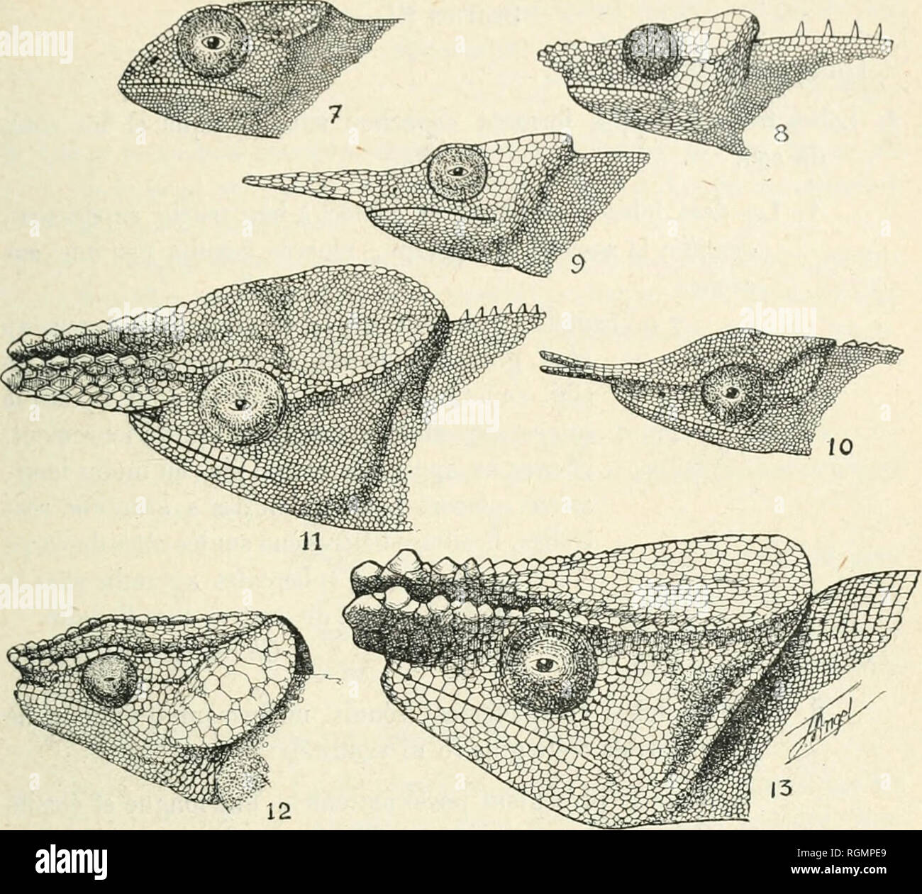 Arrondi pointu hi-res stock photography and images - Alamy