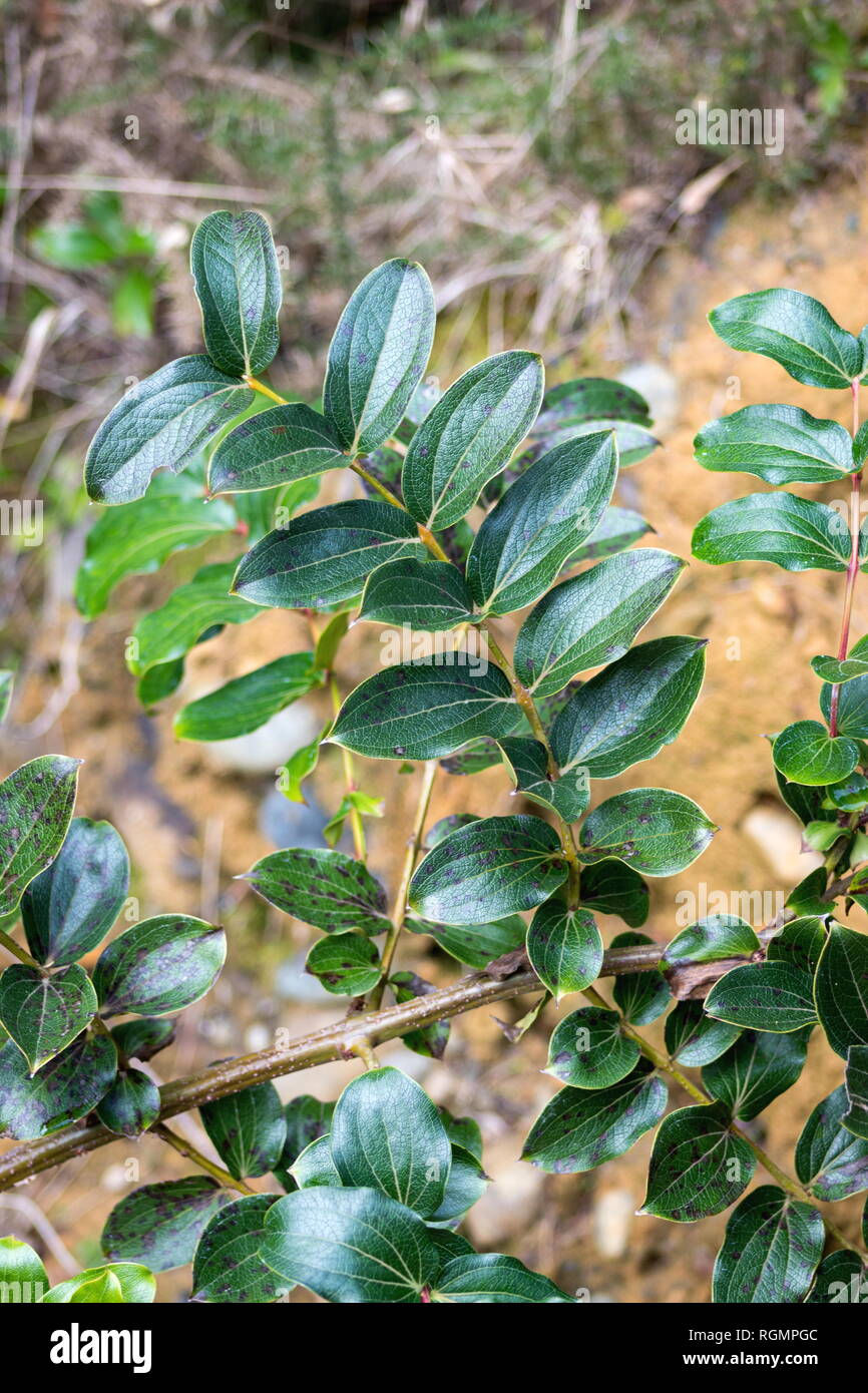 Tutu. Coriaria arborea is a highly poisonous and common native shrub of ...