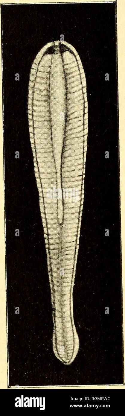 Bulletin Du Musée Océanographique De Monaco Ocean â I4 â Flg 10