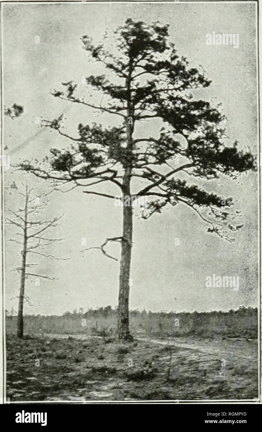 Shade intolerance hi-res stock photography and images - Alamy