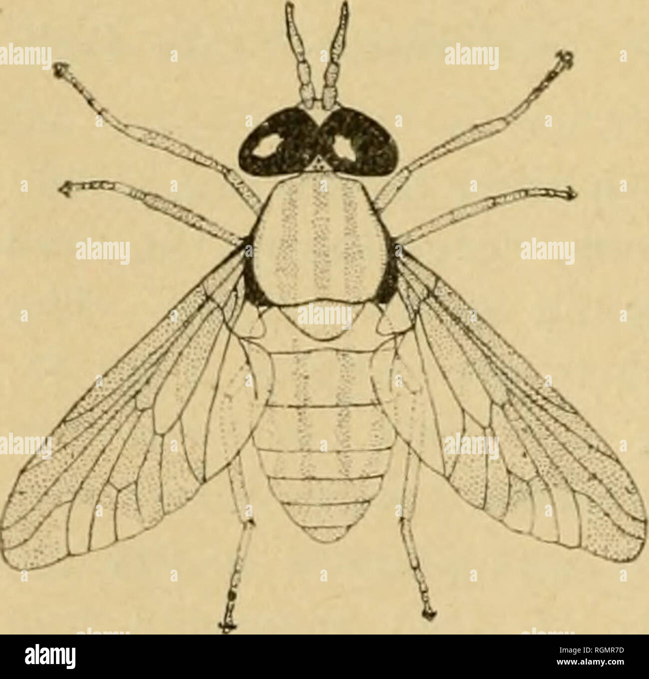 Striate area hi-res stock photography and images - Alamy