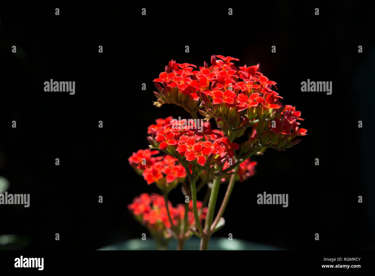 Flaming katy hi-res stock photography and images - Alamy