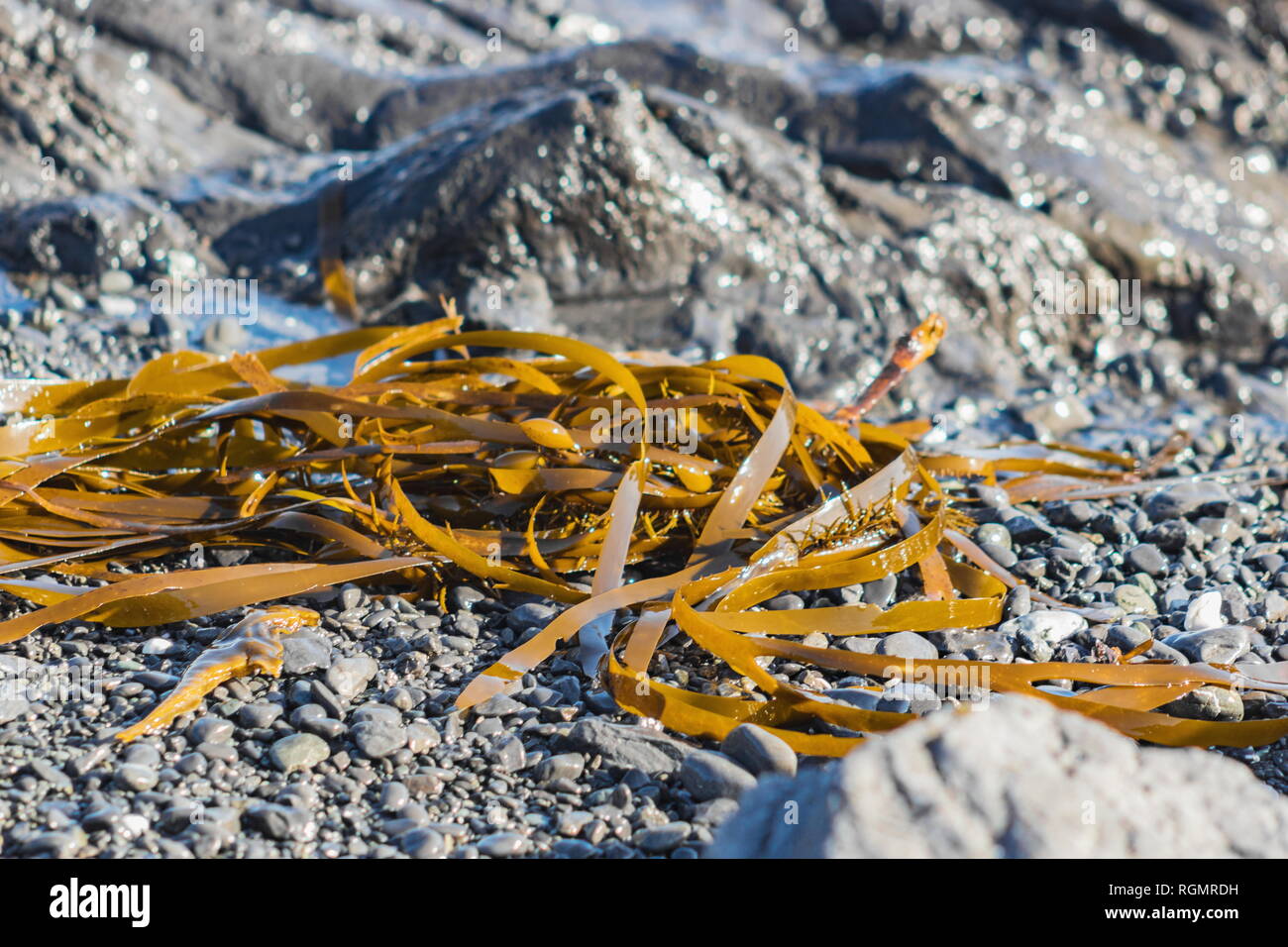 Close up landscape image of seaweed on a coastal beach in New Zealand ...