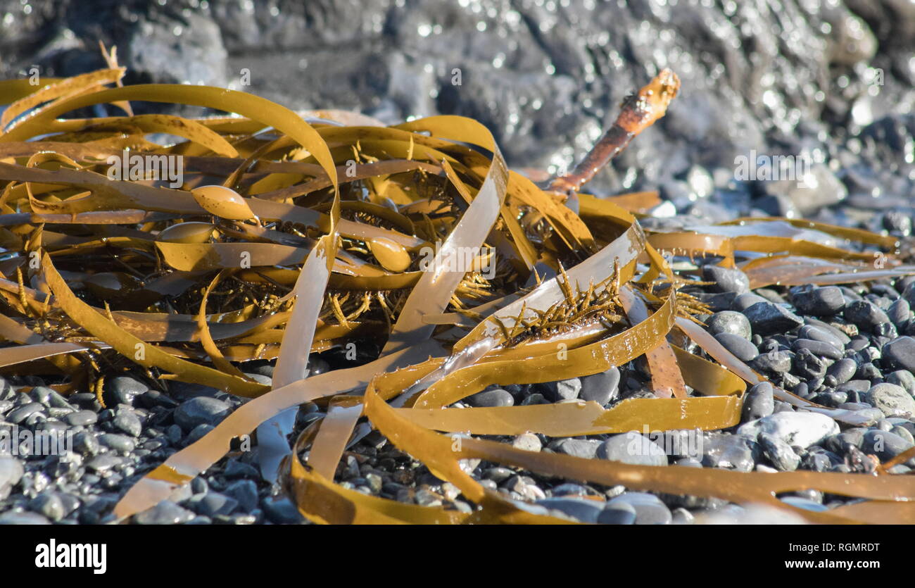 Close up landscape image of seaweed on a coastal beach in New Zealand ...