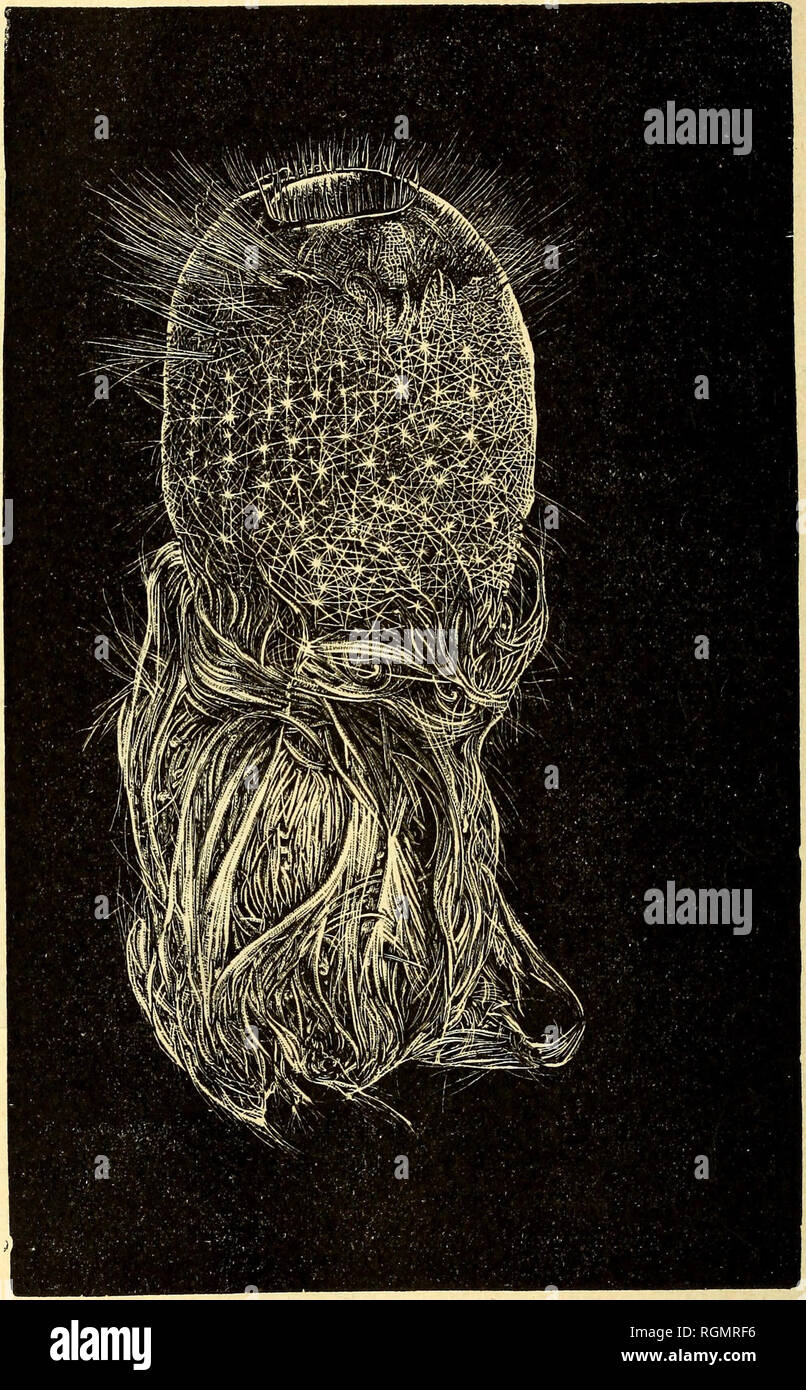 Pheronema hi-res stock photography and images - Alamy