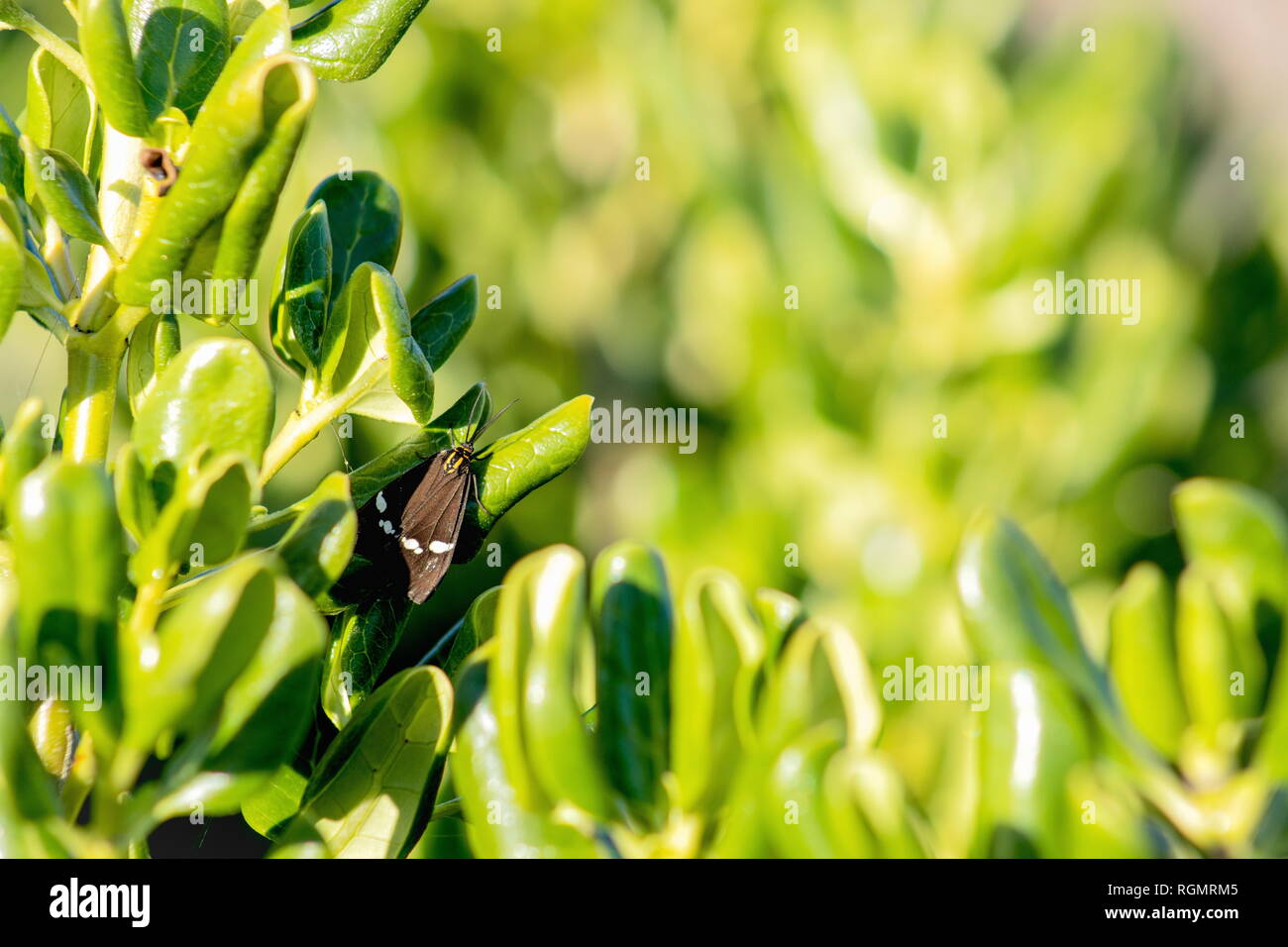 Nyctemera annulata, commonly known as the magpie moth, endemic to New ...