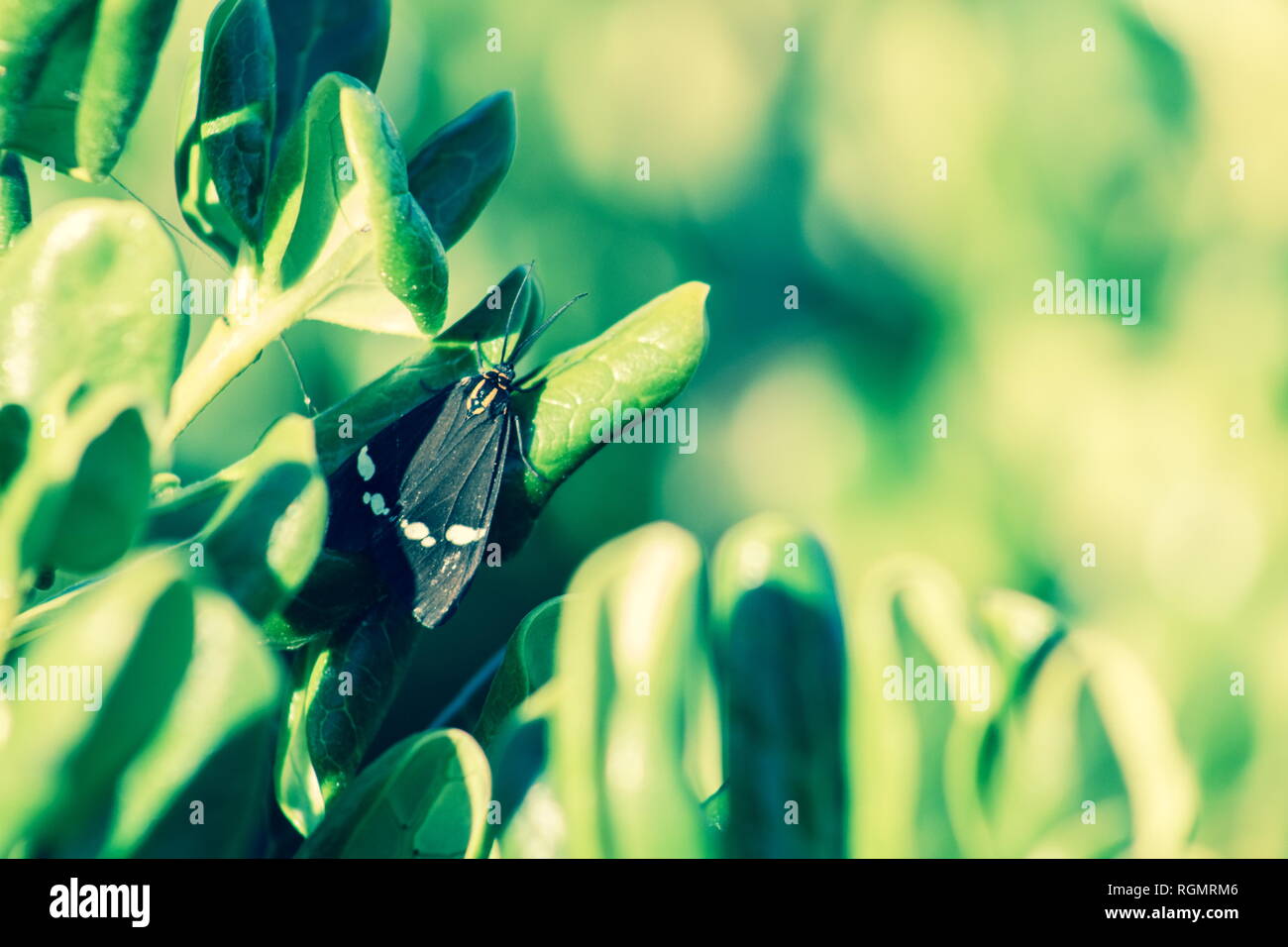 Nyctemera annulata, commonly known as the magpie moth, endemic to New ...