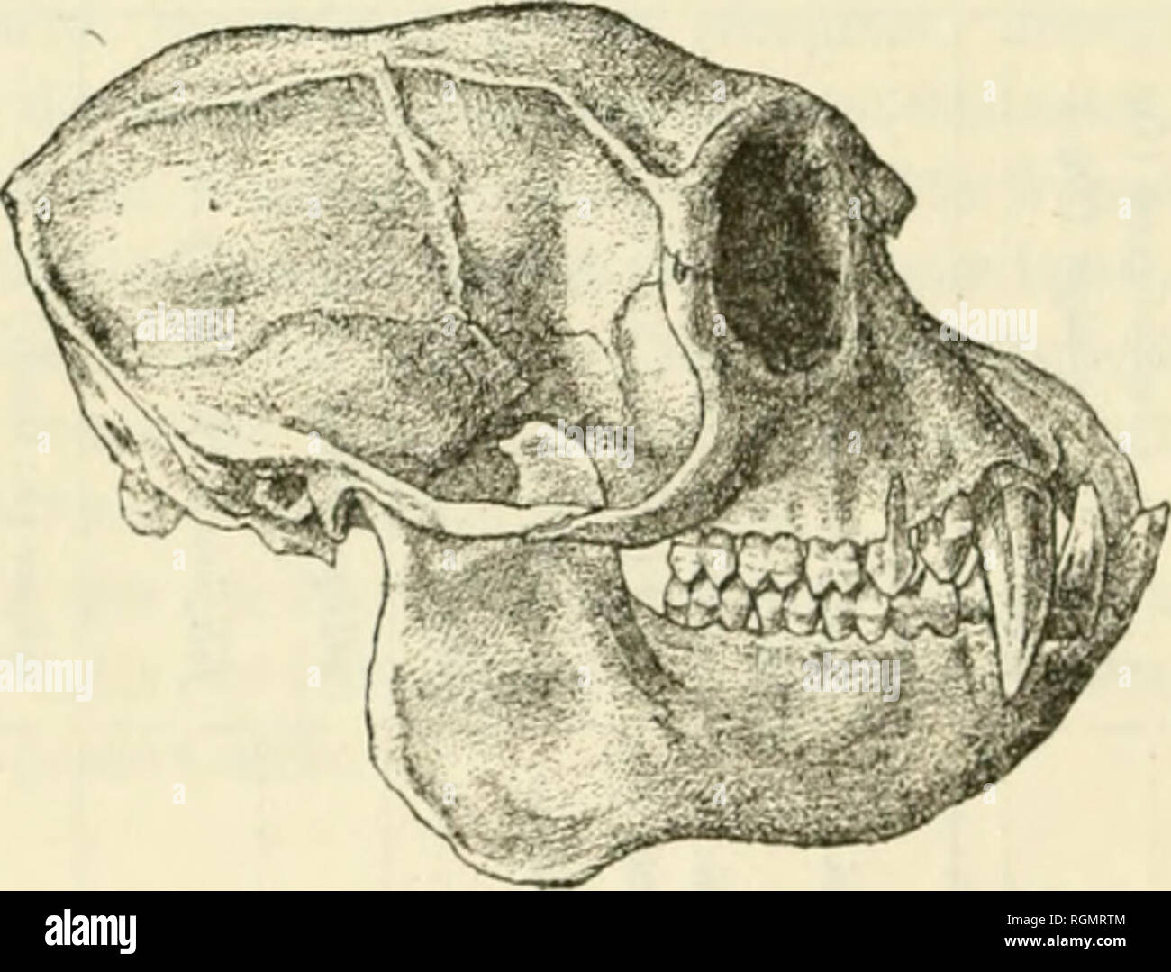 Colobus verus hi-res stock photography and images - Alamy