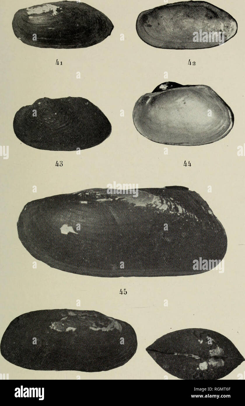 Nodularia hi-res stock photography and images - Alamy