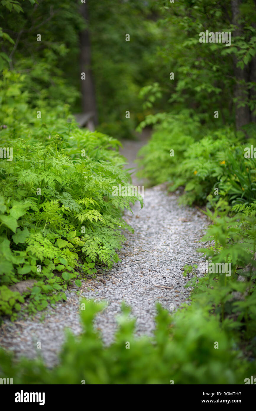 Beautiful green summer forest. Spring background, backdrop Stock Photo ...