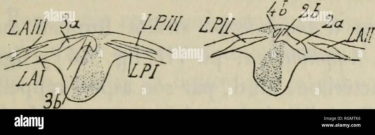 Chondrophore hi-res stock photography and images - Alamy