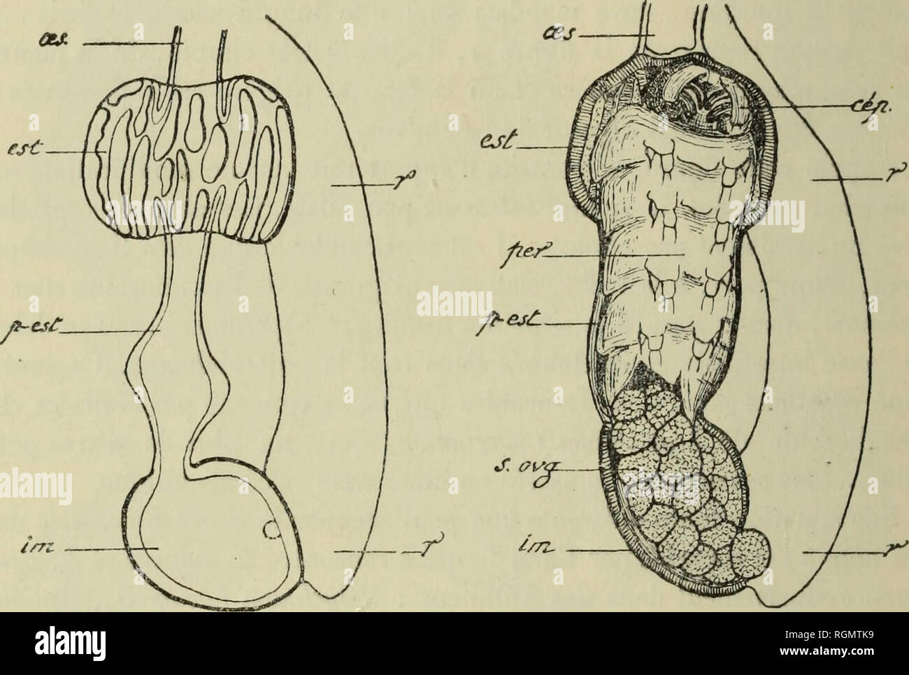 Cormus hi-res stock photography and images - Alamy