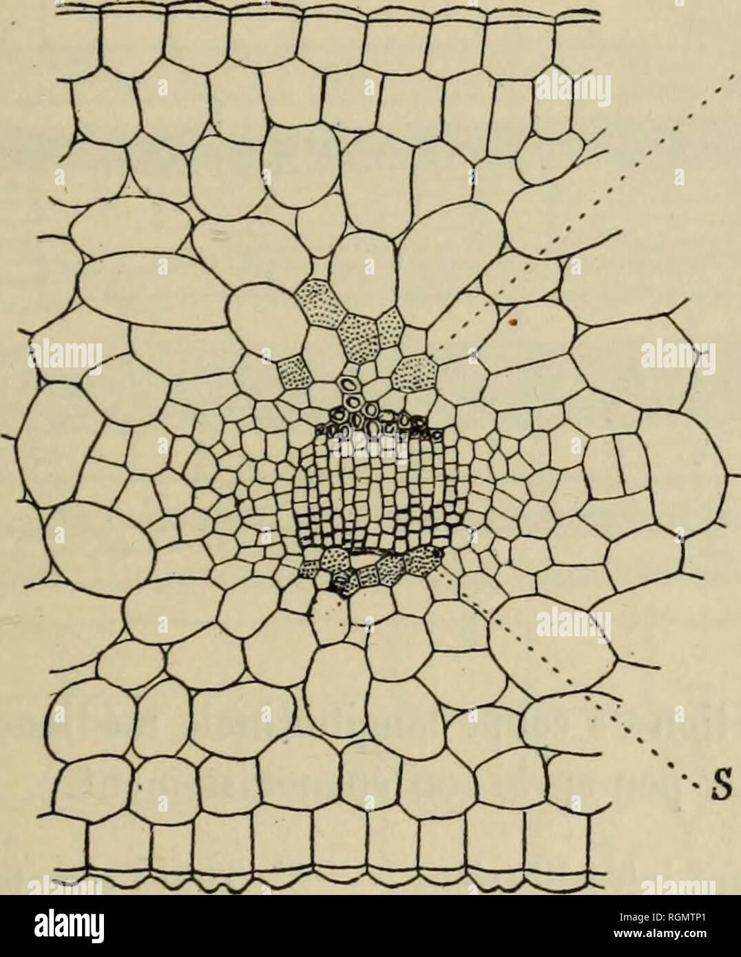 Radicelle hi-res stock photography and images - Alamy