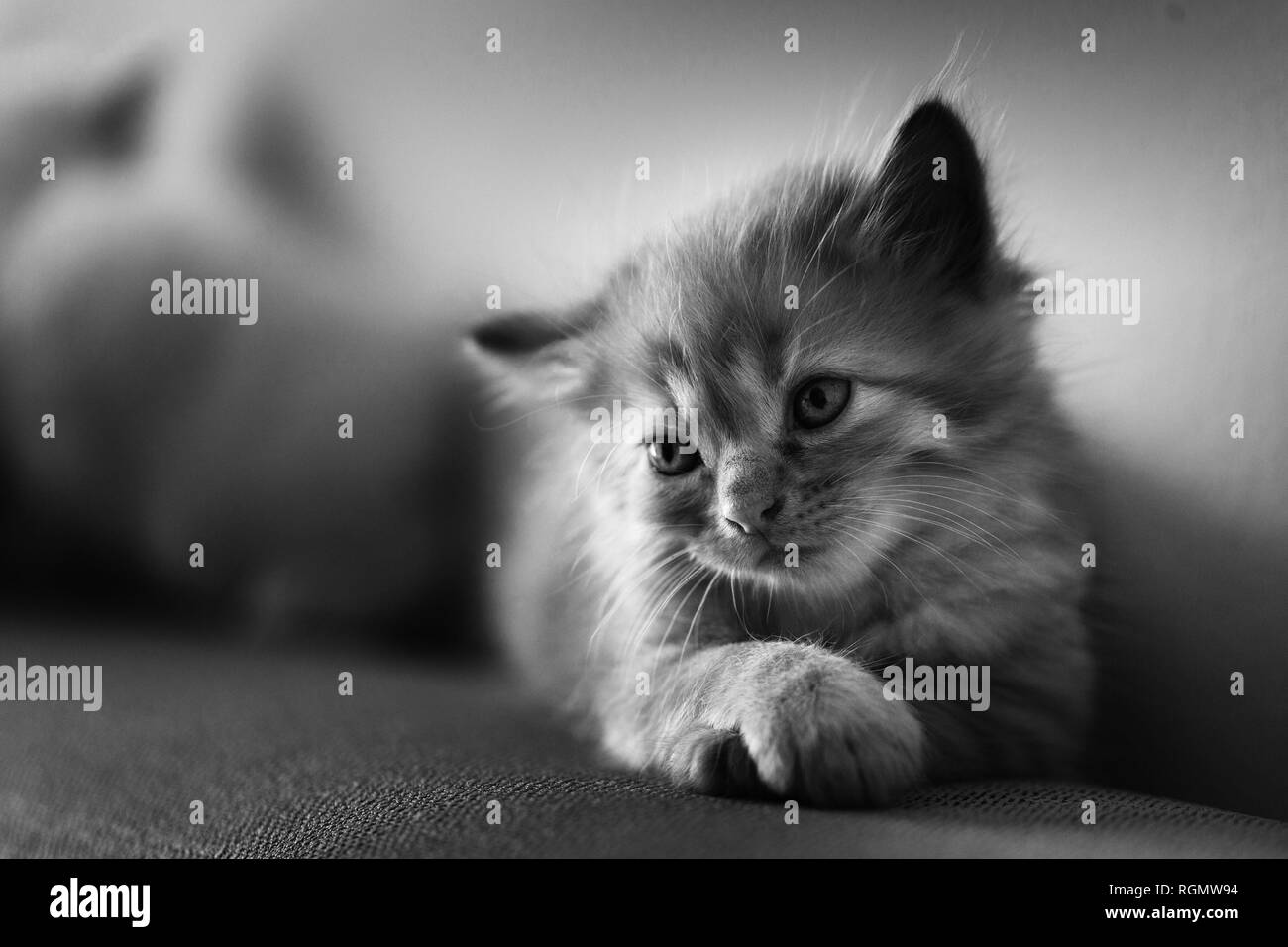 Adorable Kittens in black and white, monochrome Stock Photo - Alamy
