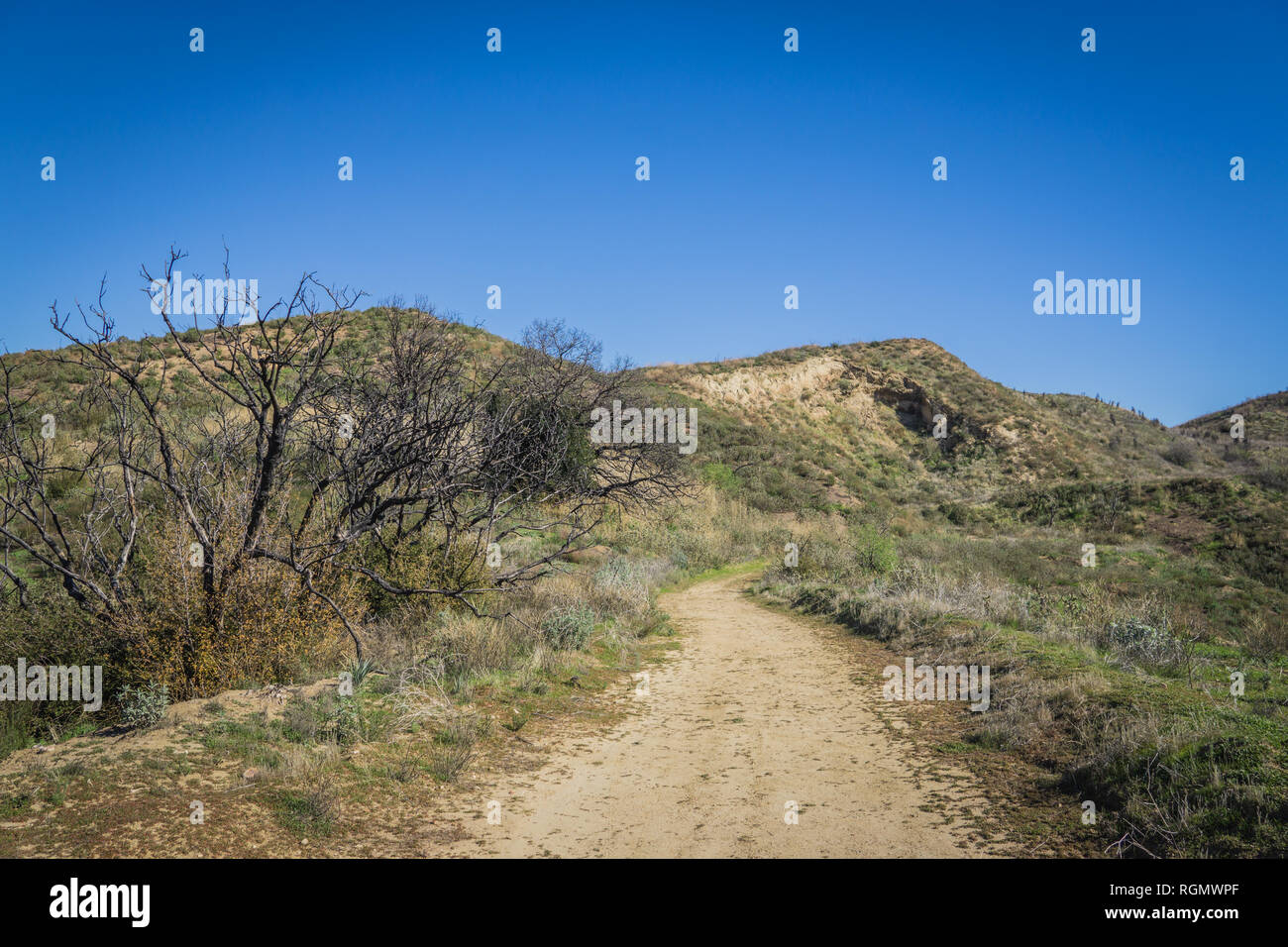 Greenery and brush alongside a walking trail in southern California ...