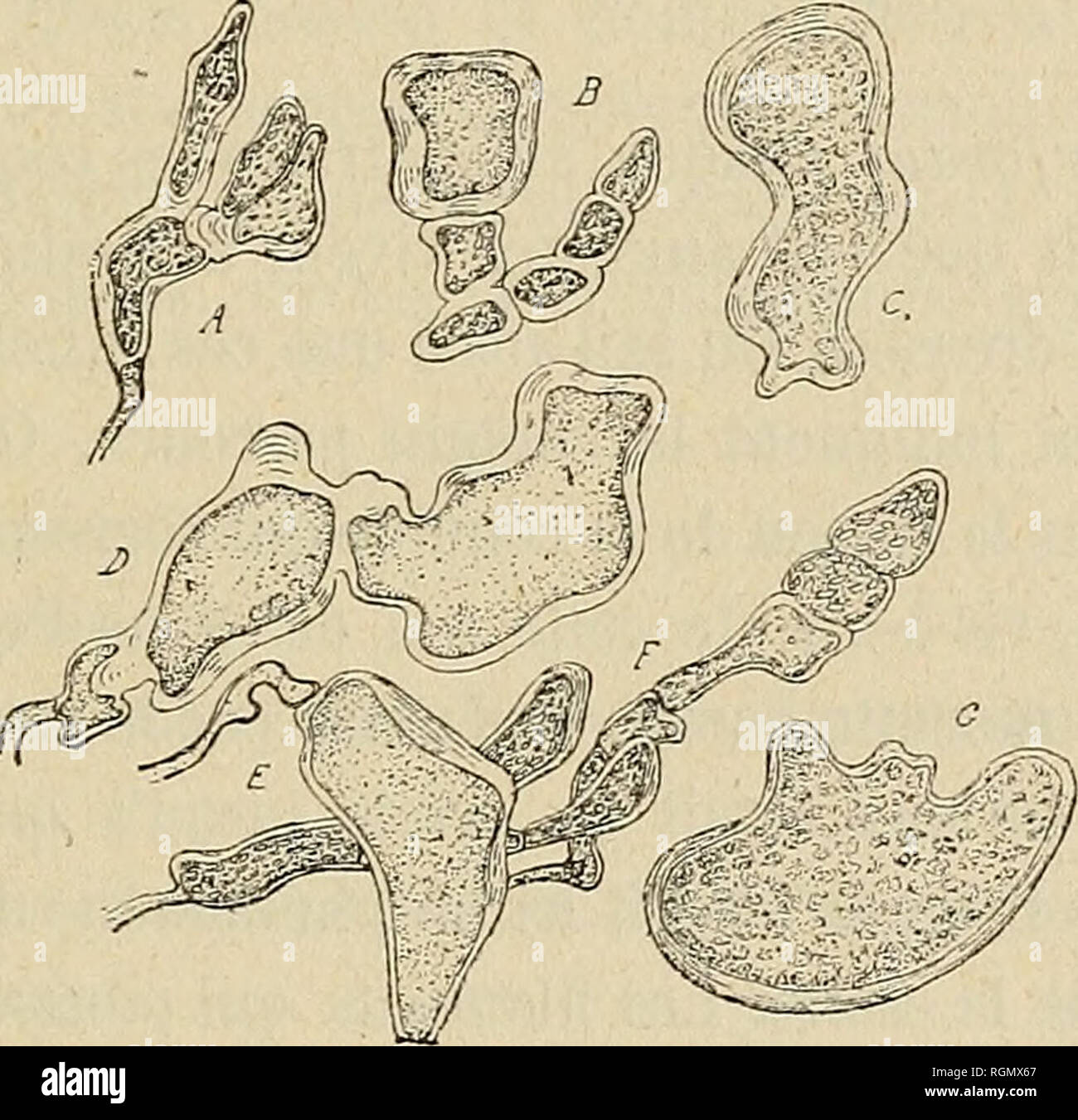 Rhizoides High Resolution Stock Photography and Images - Alamy