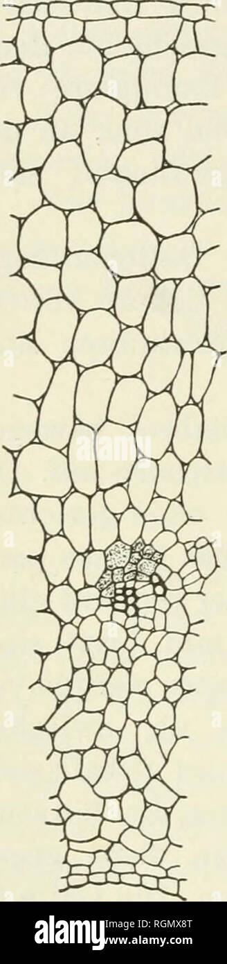 Phloemelementen hi-res stock photography and images - Alamy