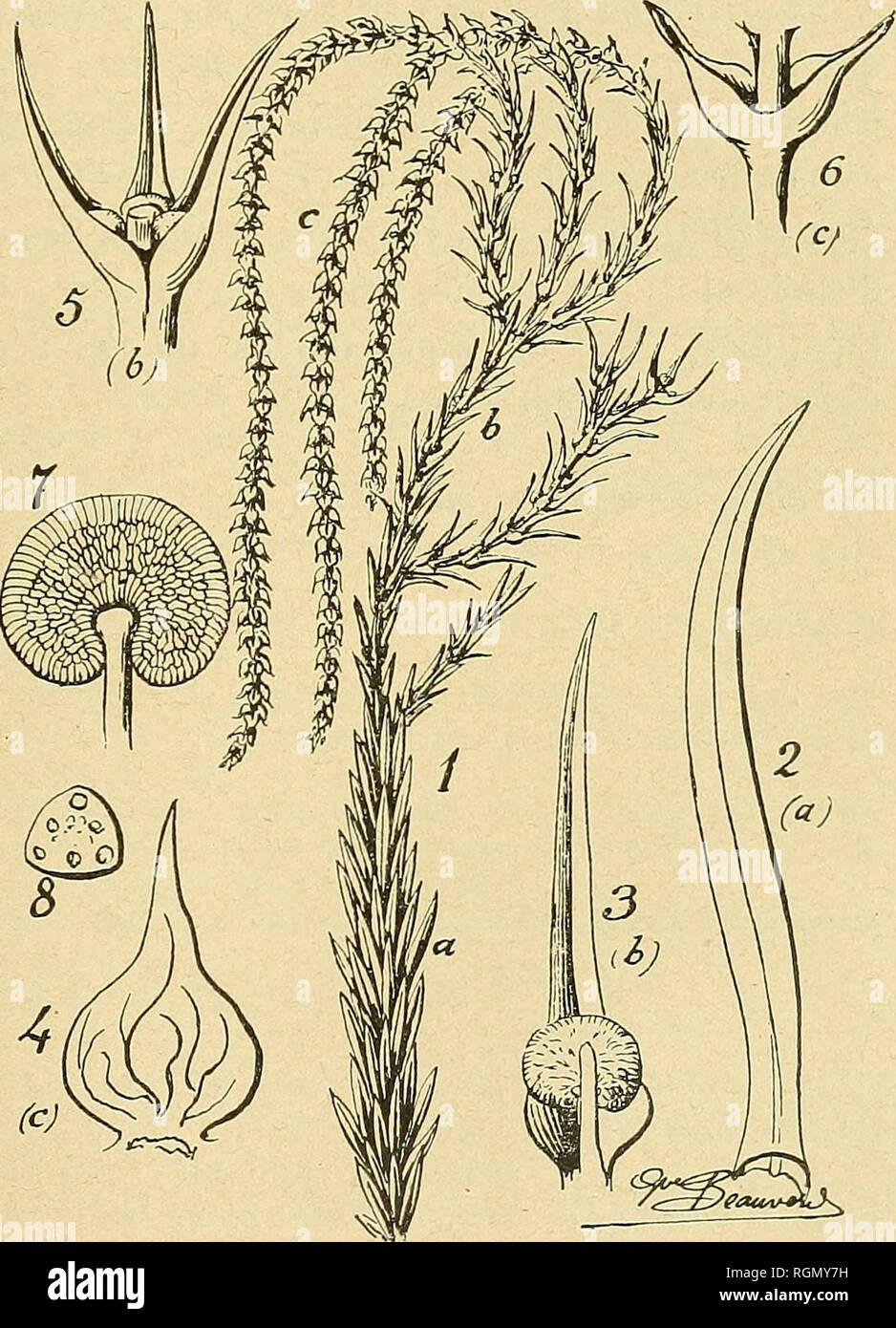 Lycopodium sp hi-res stock photography and images - Alamy