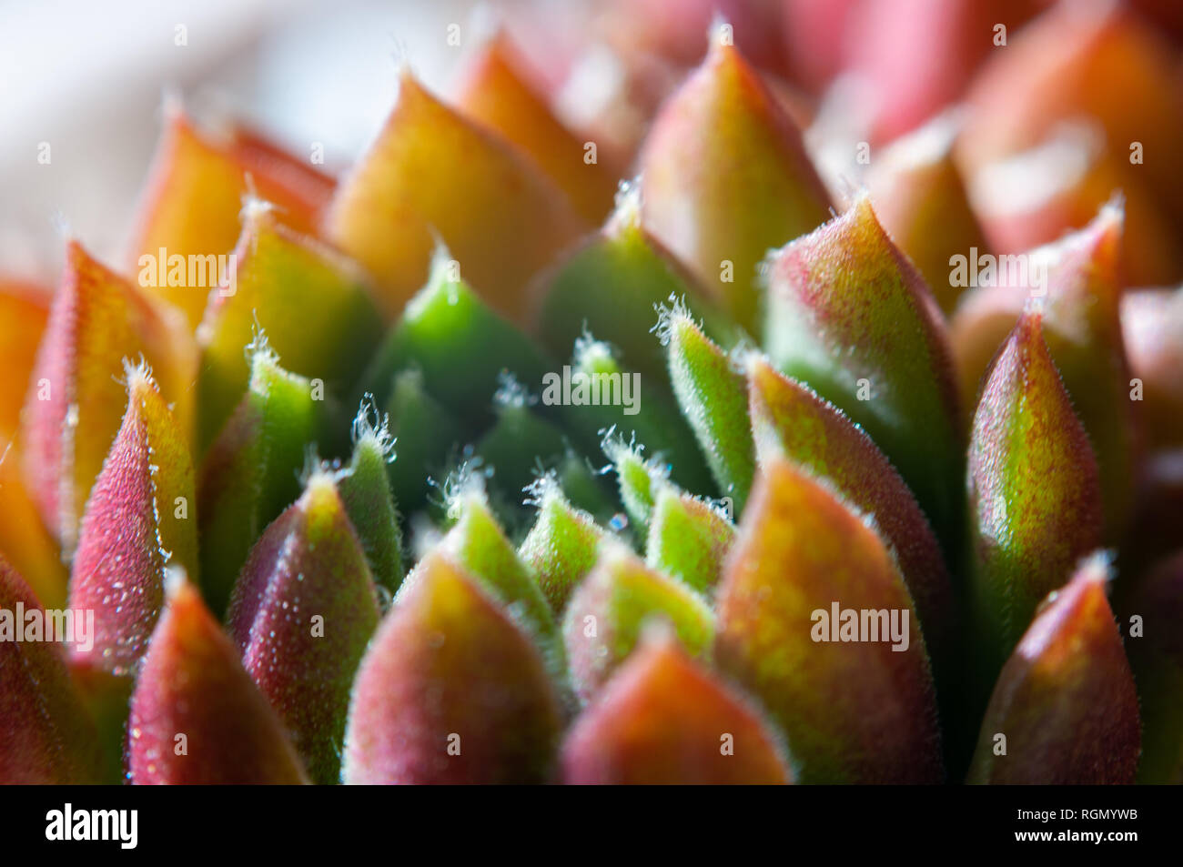 Nature Texture Photography