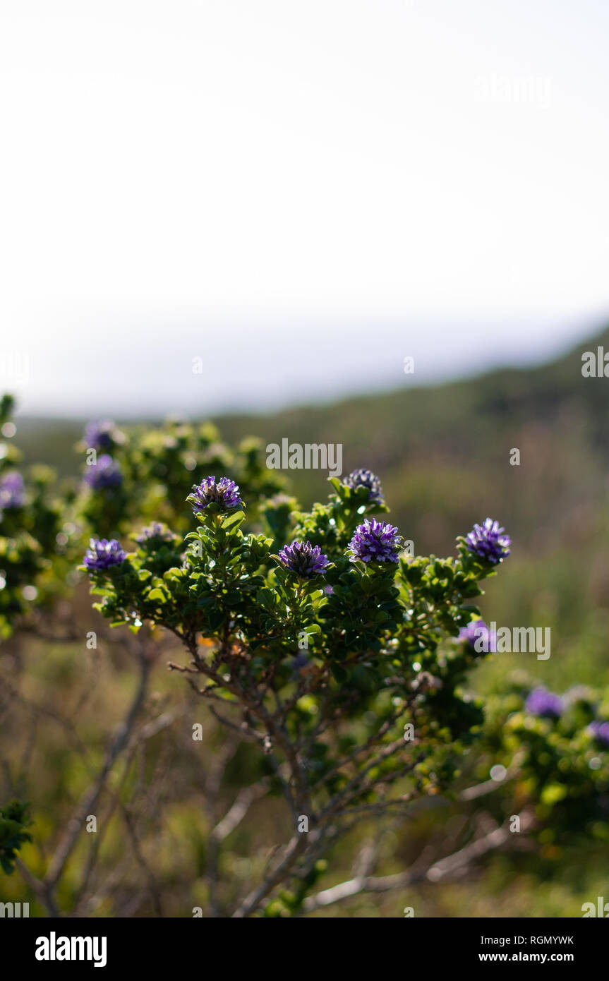 Images of nature. Different perspectives and textures Stock Photo - Alamy
