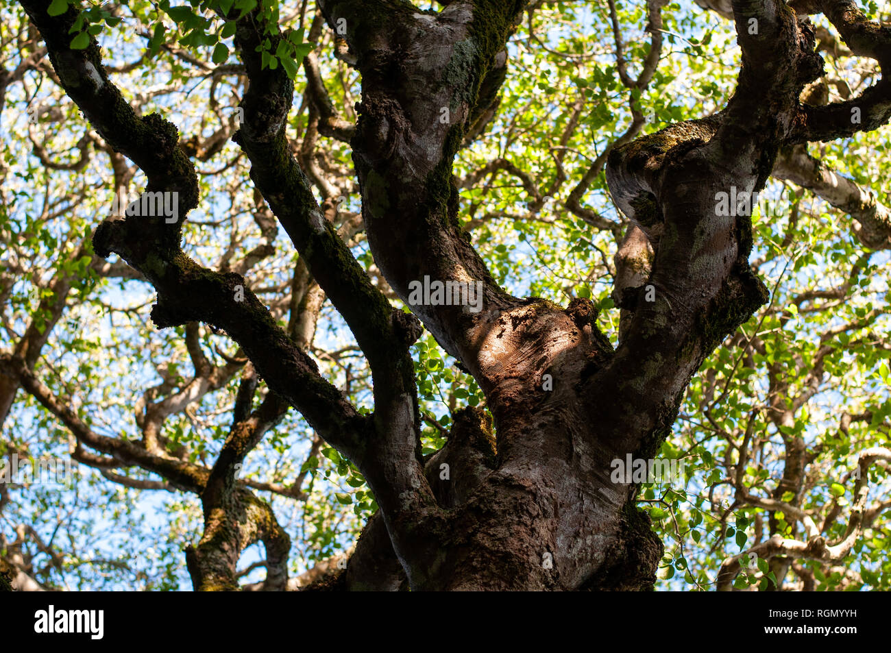 Images of nature. Different perspectives and textures Stock Photo - Alamy