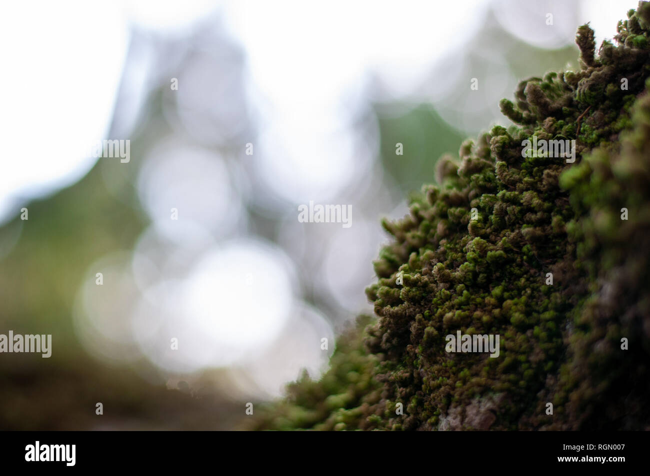 Images of nature. Different perspectives and textures Stock Photo - Alamy