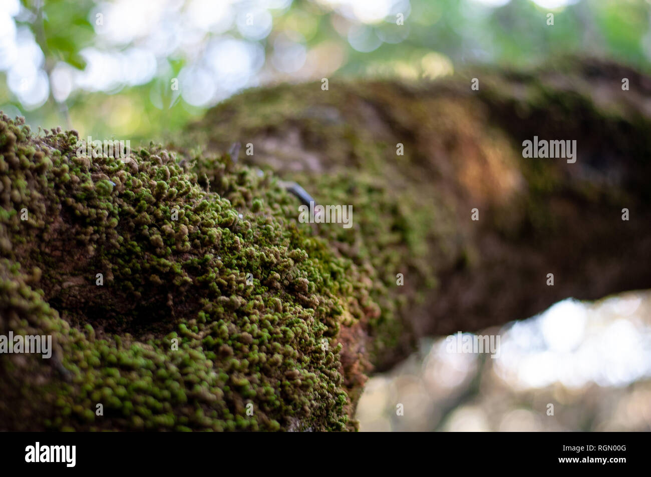 Plant textures hi-res stock photography and images - Alamy