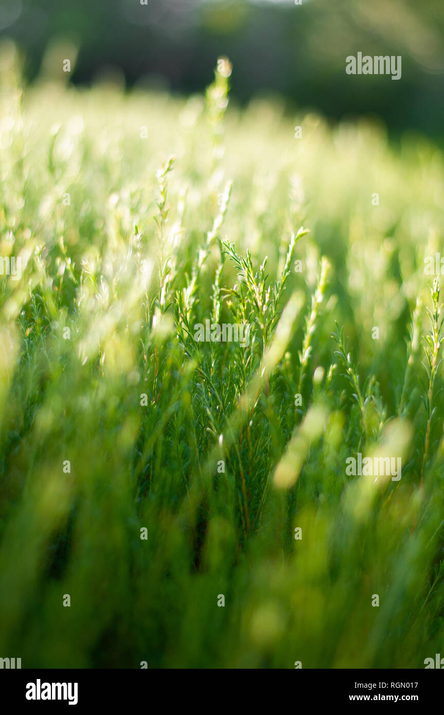 Images of nature. Different perspectives and textures Stock Photo - Alamy