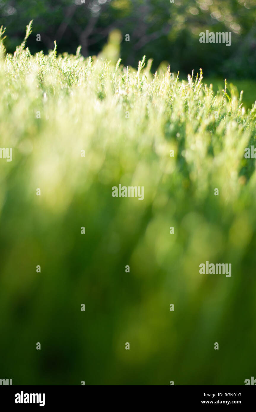 Images of nature. Different perspectives and textures Stock Photo - Alamy