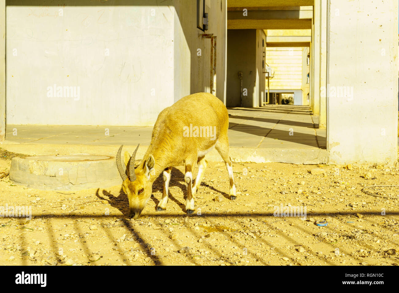 Mitzpe Ramon, Israel - January 19, 2019: Nubian Ibex in the urban area ...