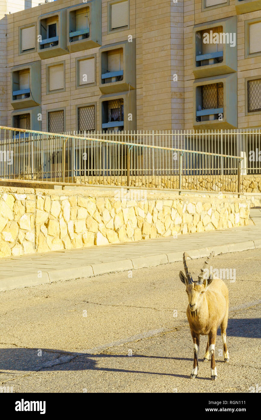 Mitzpe Ramon, Israel - January 19, 2019: Nubian Ibex in the urban area ...