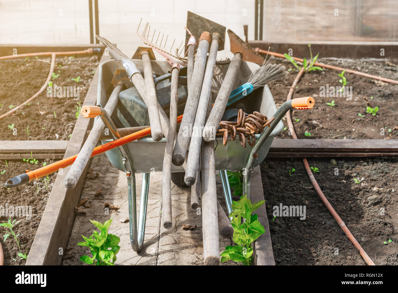 a set of used old dirty garden tools among the beds in the greenhouse ...