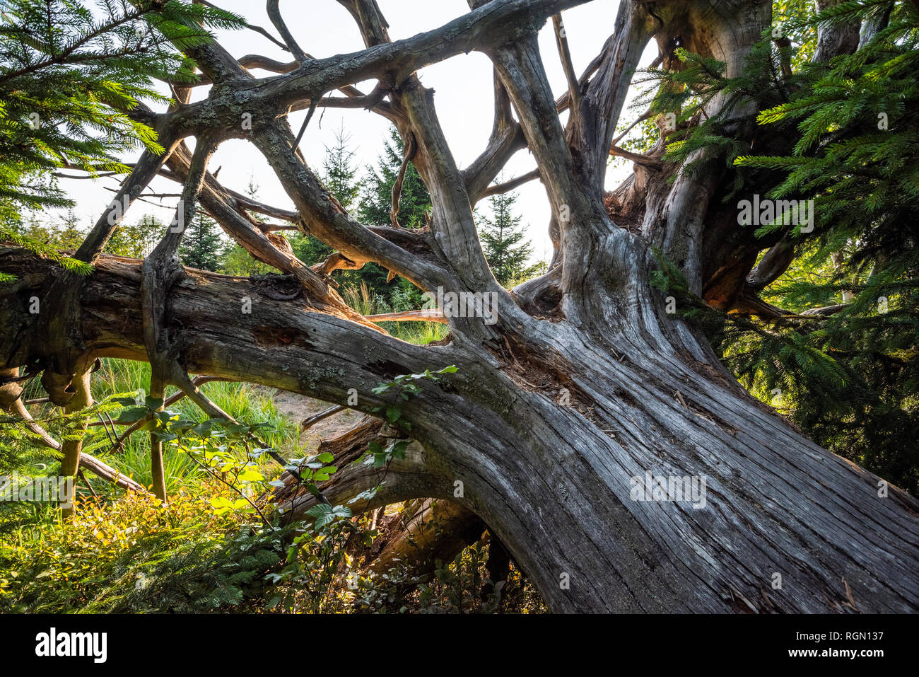 old tree and root, Northern Black Forest, Germany, strictly protected ...
