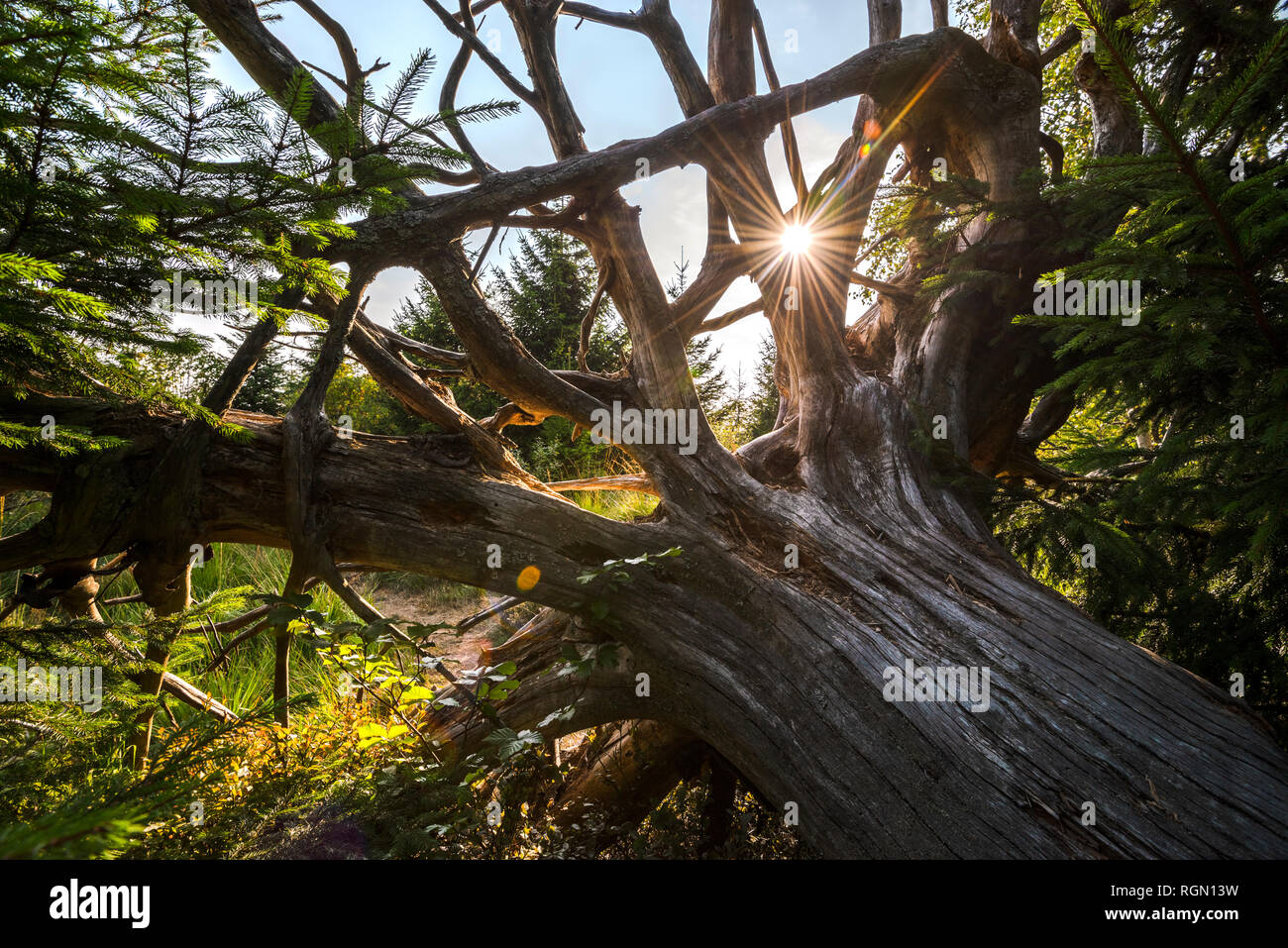 sunset seen through huge old root, Northern Black Forest, Germany ...