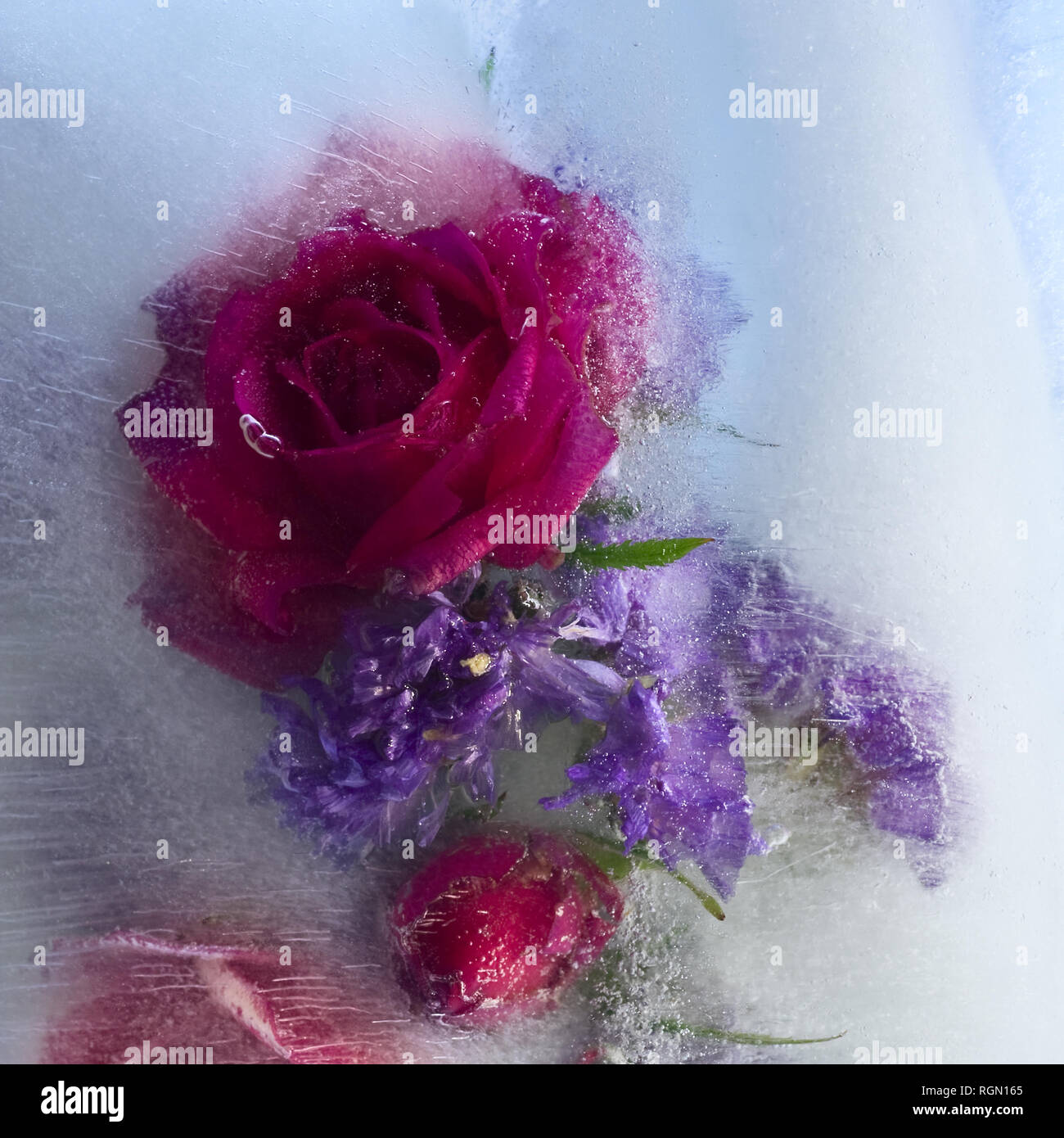 Flowers frozen in ice, art winter background Stock Photo - Alamy