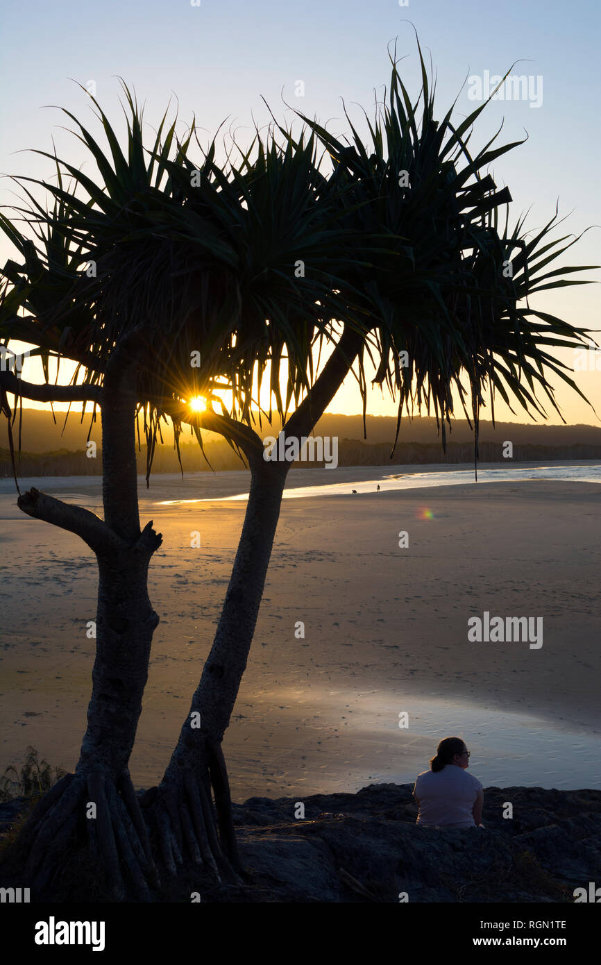 Pandanus tree and Flinders Beach at sunset, Point Lookout, North ...