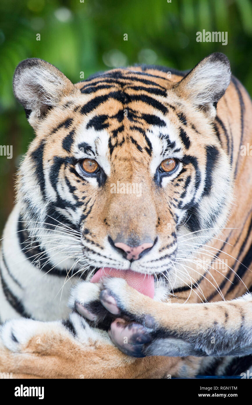 a Tiger at a Tourist Spot at the nong nooch tropical garden near the ...
