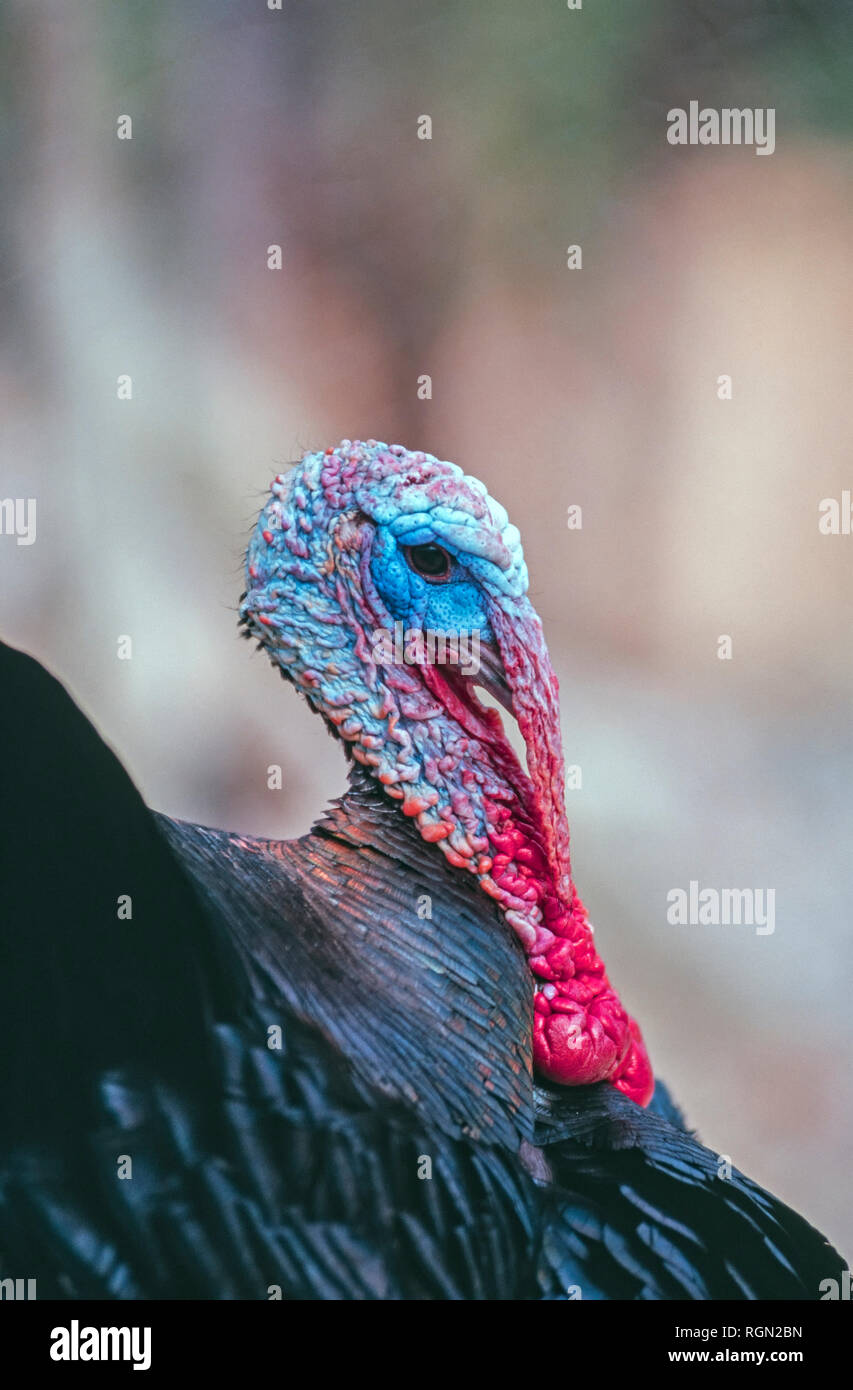 Larger Market High Resolution Stock Photography and Images - Alamy