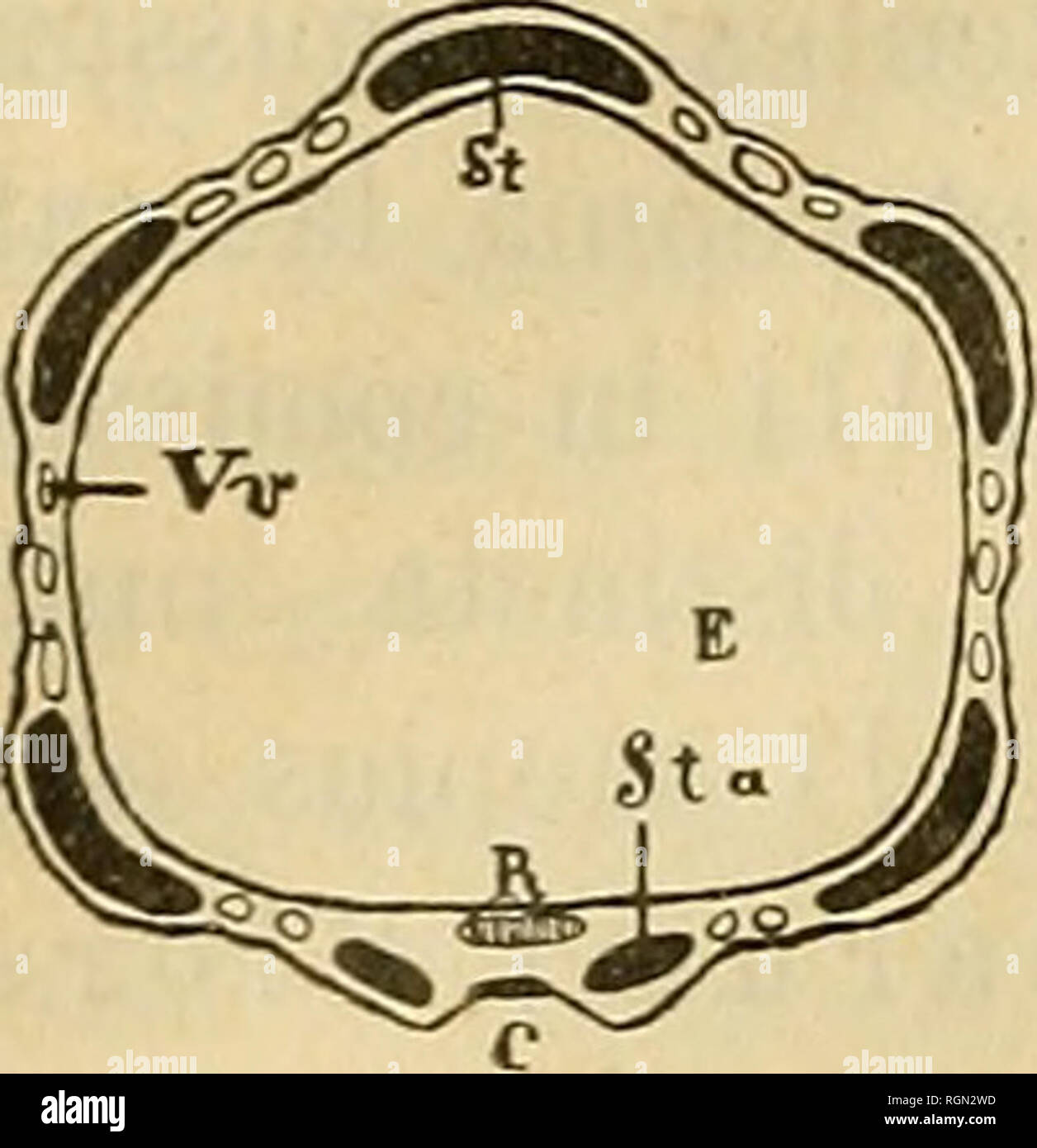 Vittae hi-res stock photography and images - Alamy