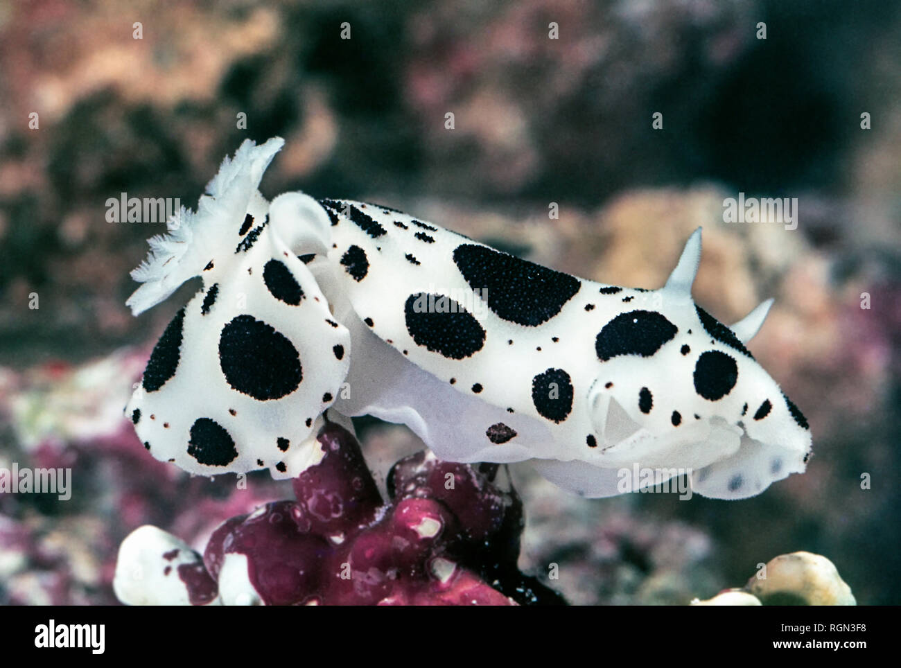 Underwater Ceiling High Resolution Stock Photography and Images - Alamy
