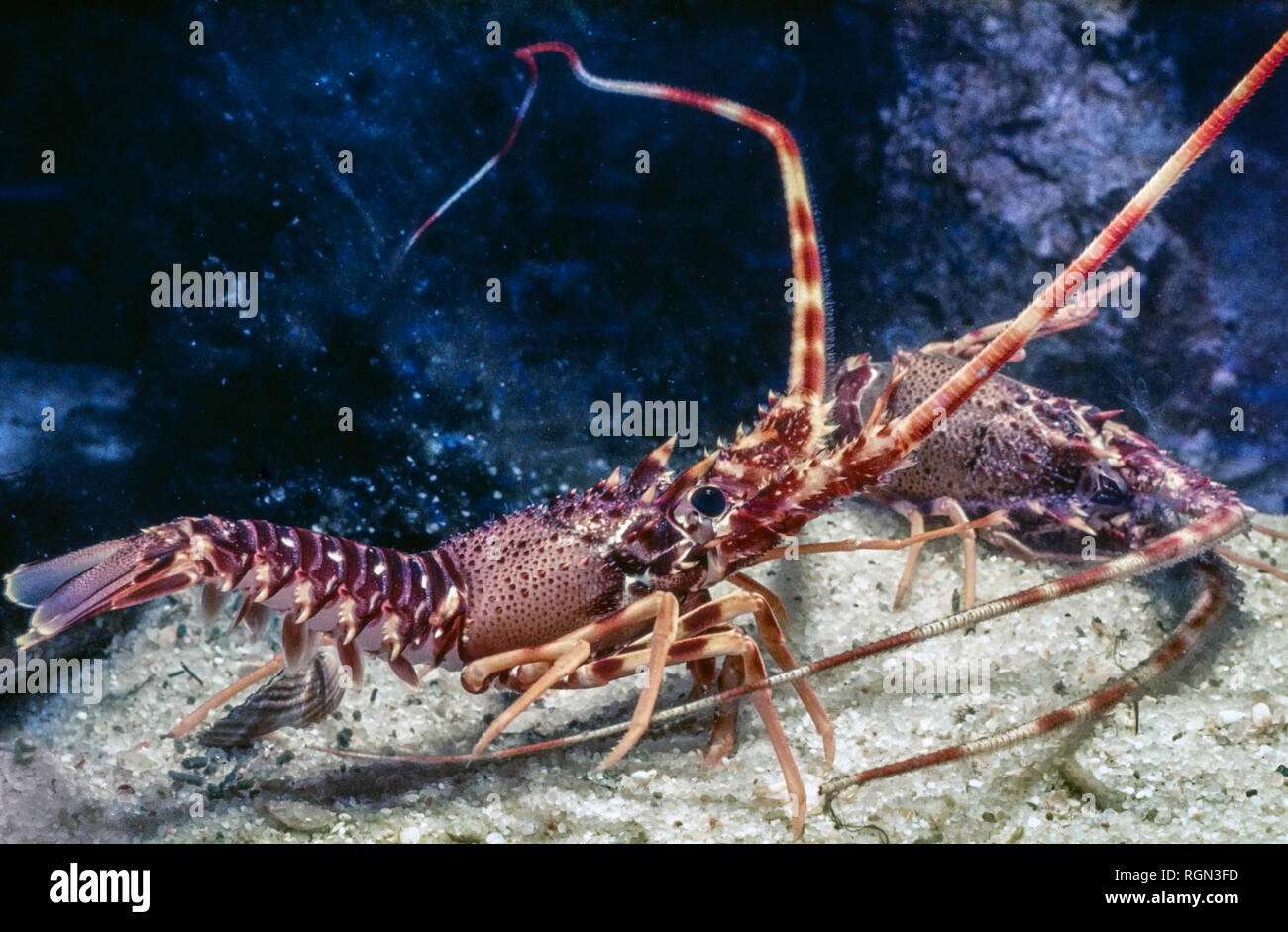 Crustacean Molt High Resolution Stock Photography and Images - Alamy