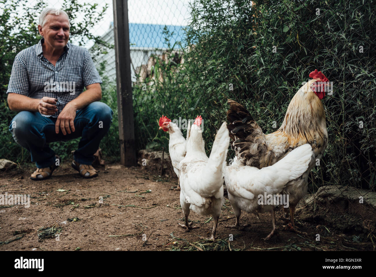 Man with chickens hi-res stock photography and images - Alamy