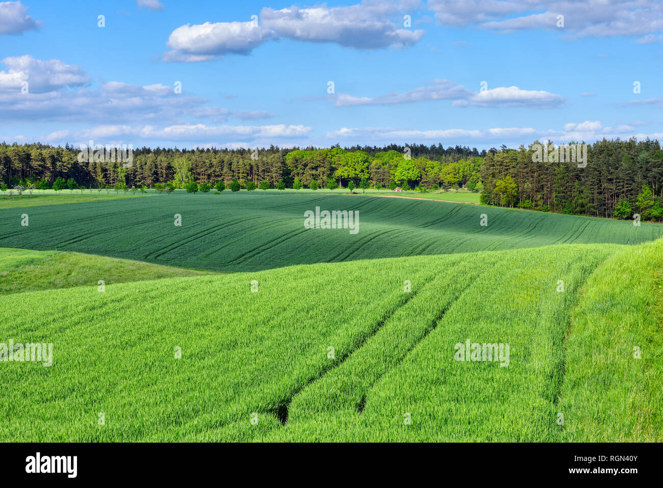 Grain field with forest hi-res stock photography and images - Alamy