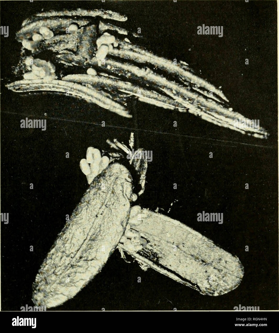 . Bulletin - Massachusetts Agricultural Experiment Station. Agriculture ...