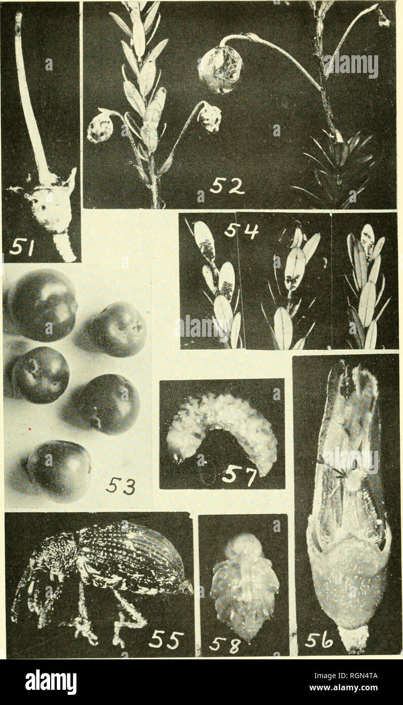 . Bulletin - Massachusetts Agricultural Experiment Station. Agriculture ...